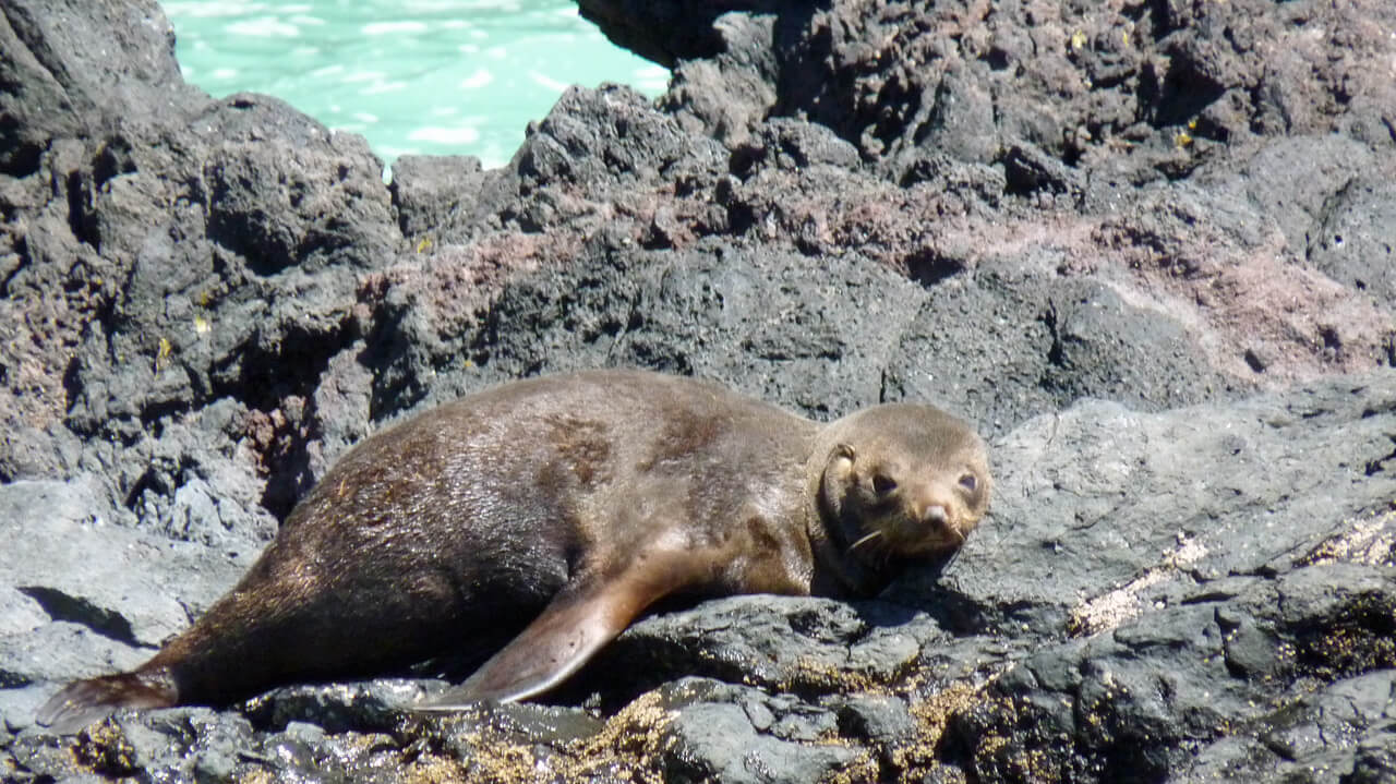 Akaroa New Zealand – for beach, wildlife, and great seafoodAdventurous ...
