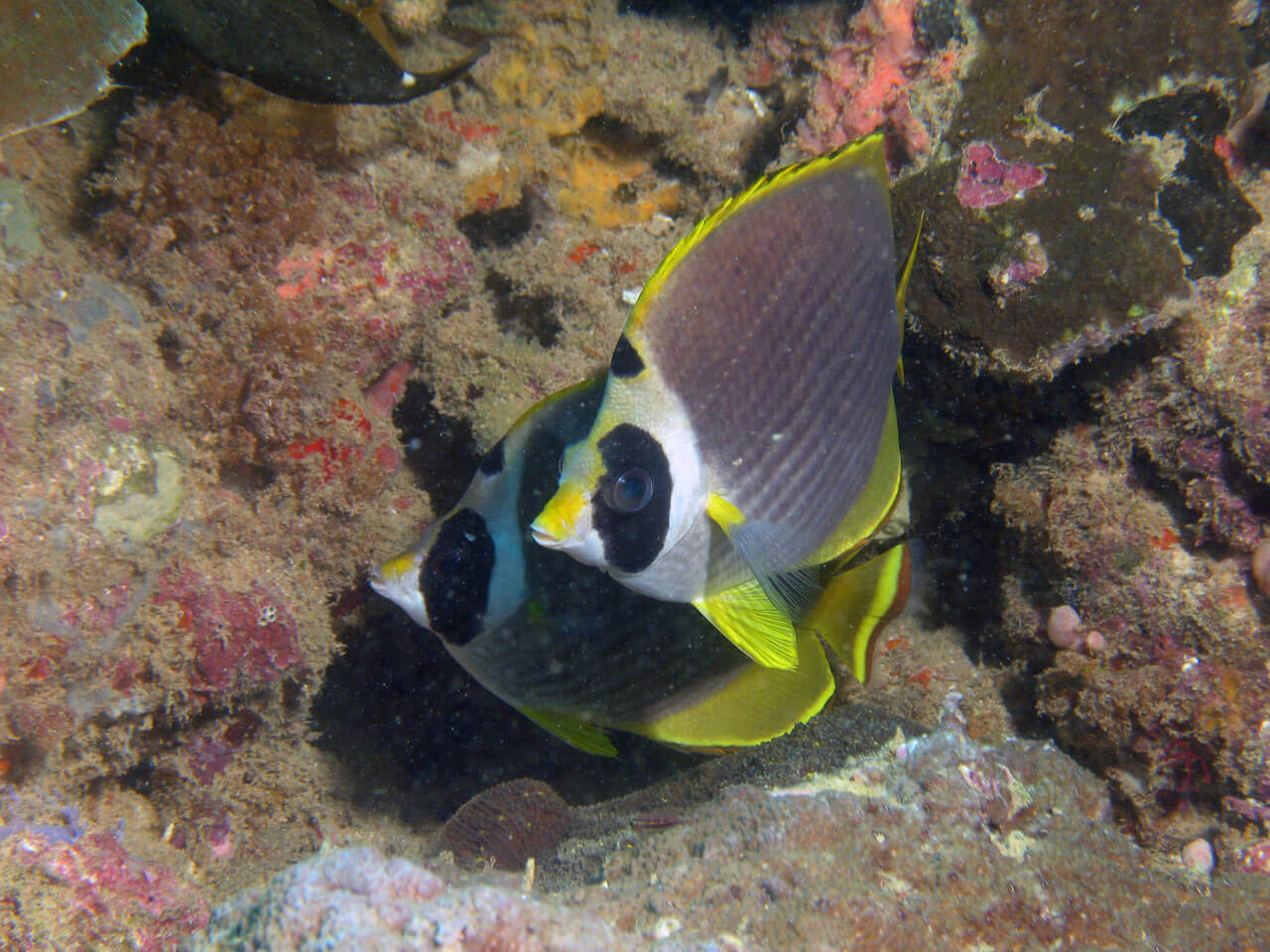 Ningaloo Reef & Muiron Islands Underwater - Exmouth ...