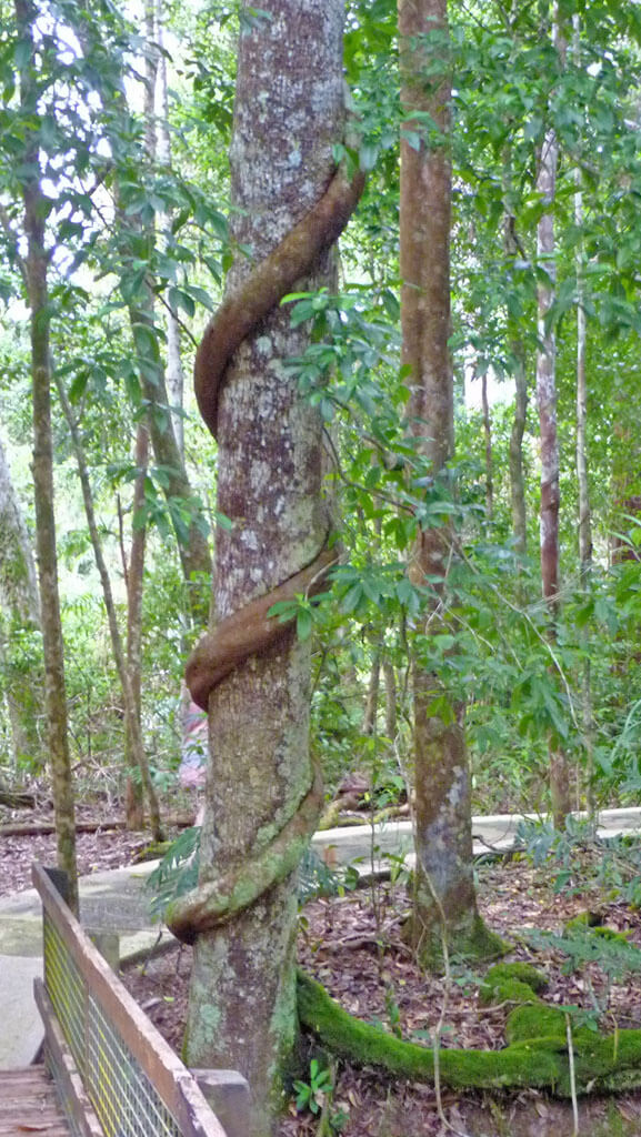 Daintree National Park and Cape Tribulation - Why visit them ...